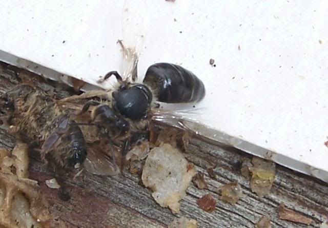 Feral Black Bees | Beesource Beekeeping Forums